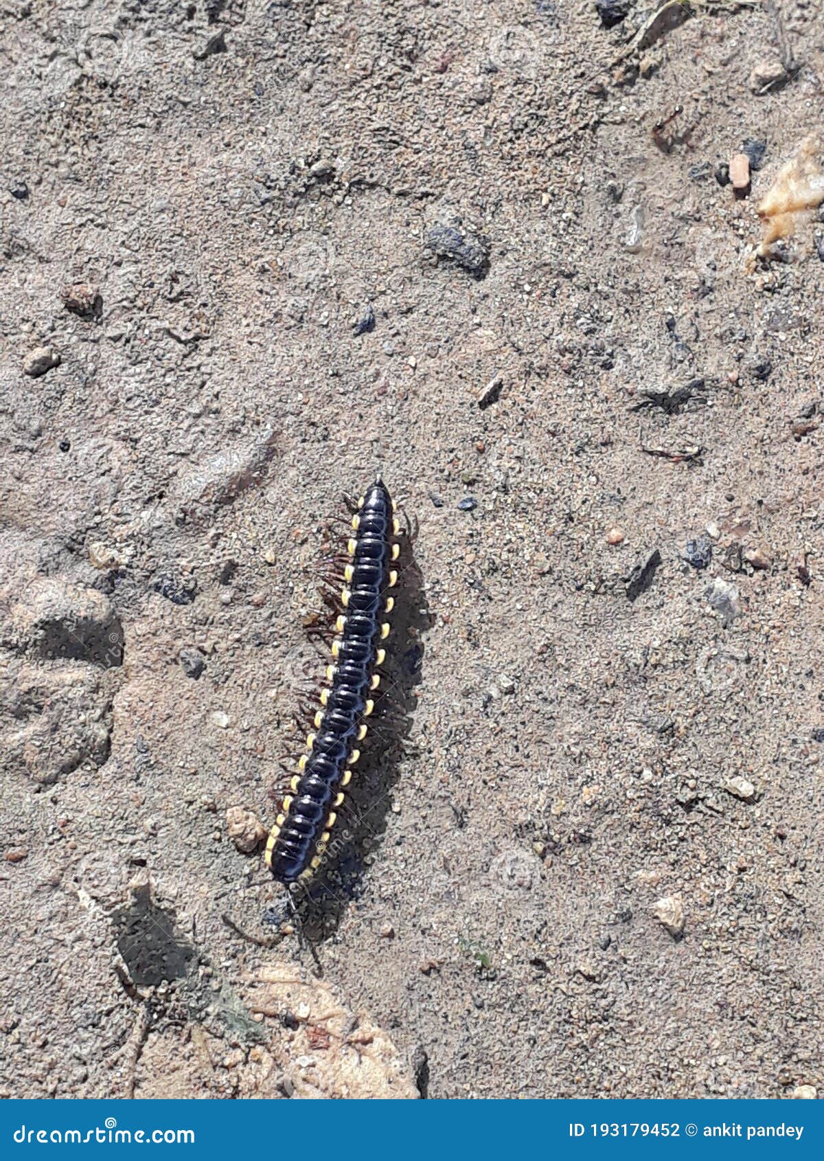 Beautiful Millipede Walking on Soil Surface Stock Photo - Image of soil ...