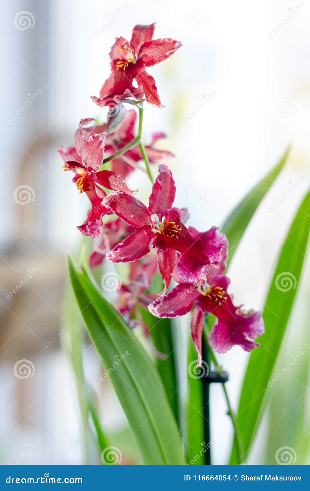 Beautiful Miltonia Orchid Red Colored on a Window. Stock Photo - Image ...