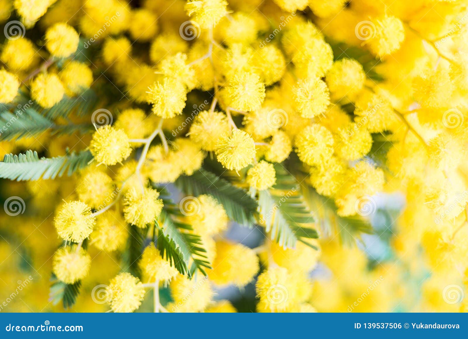 Beautiful Mimosa Flowers in Soft and Blur Style. Springtime Stock Photo ...