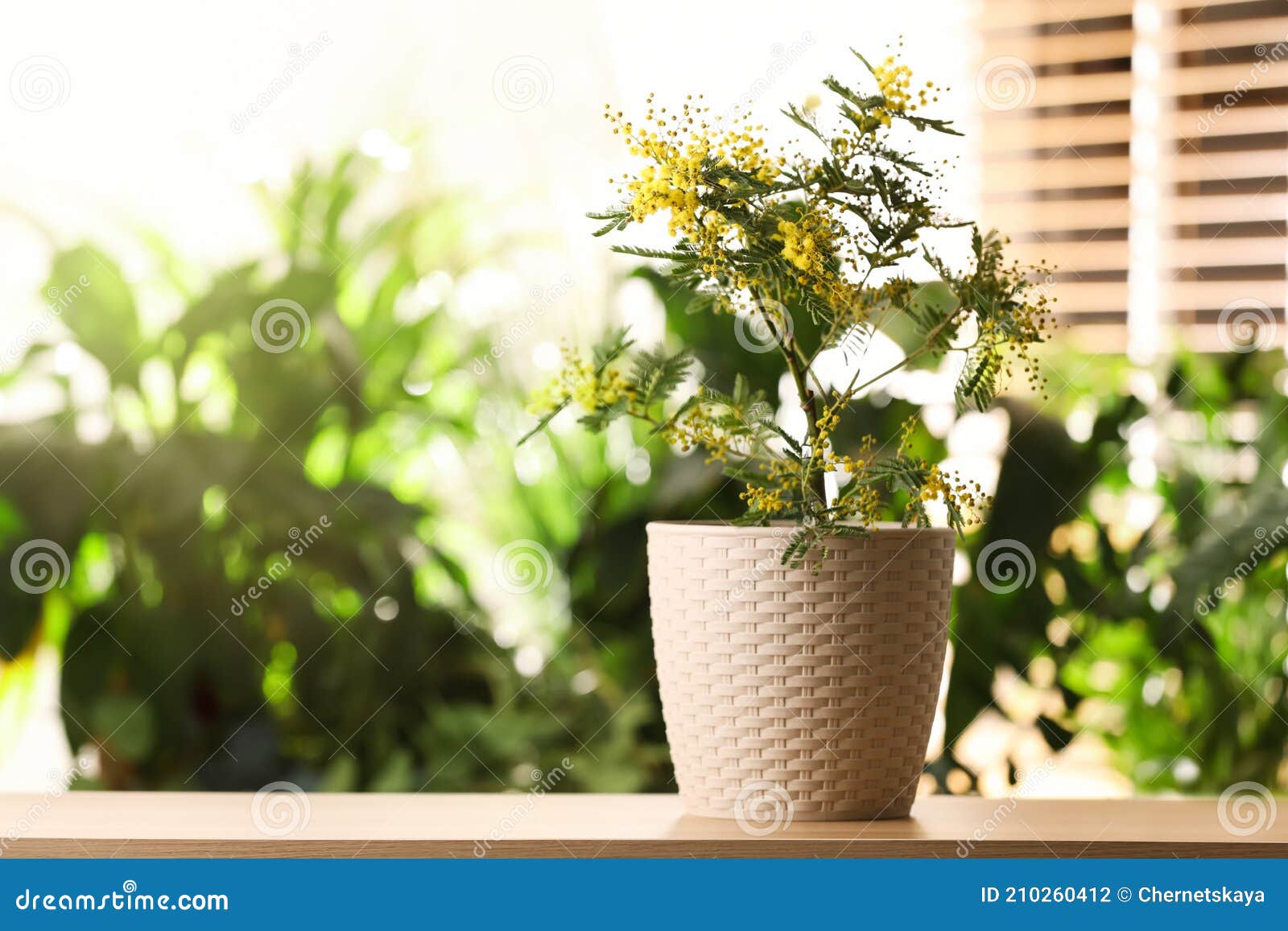 Beautiful Mimosa Plant in Pot on Table, Space for Text Stock Photo ...