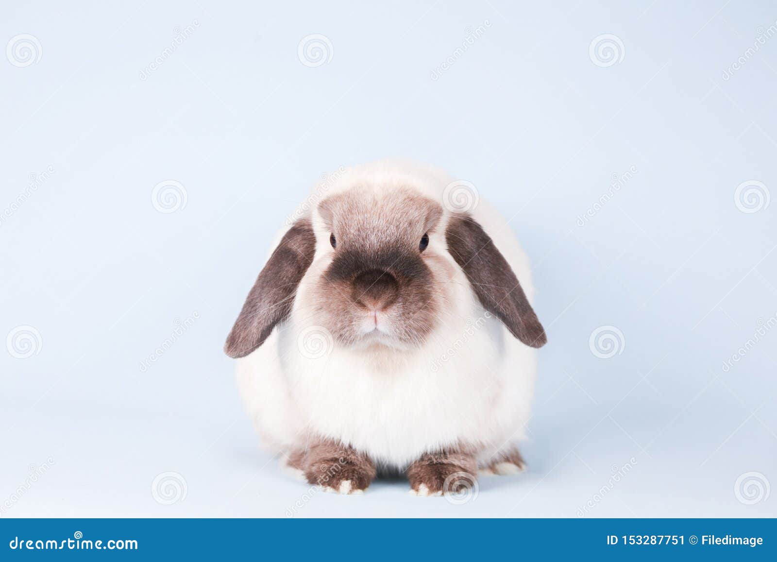Mini Lop Rabbit on Background Stock Image - Image of little, domestic ...