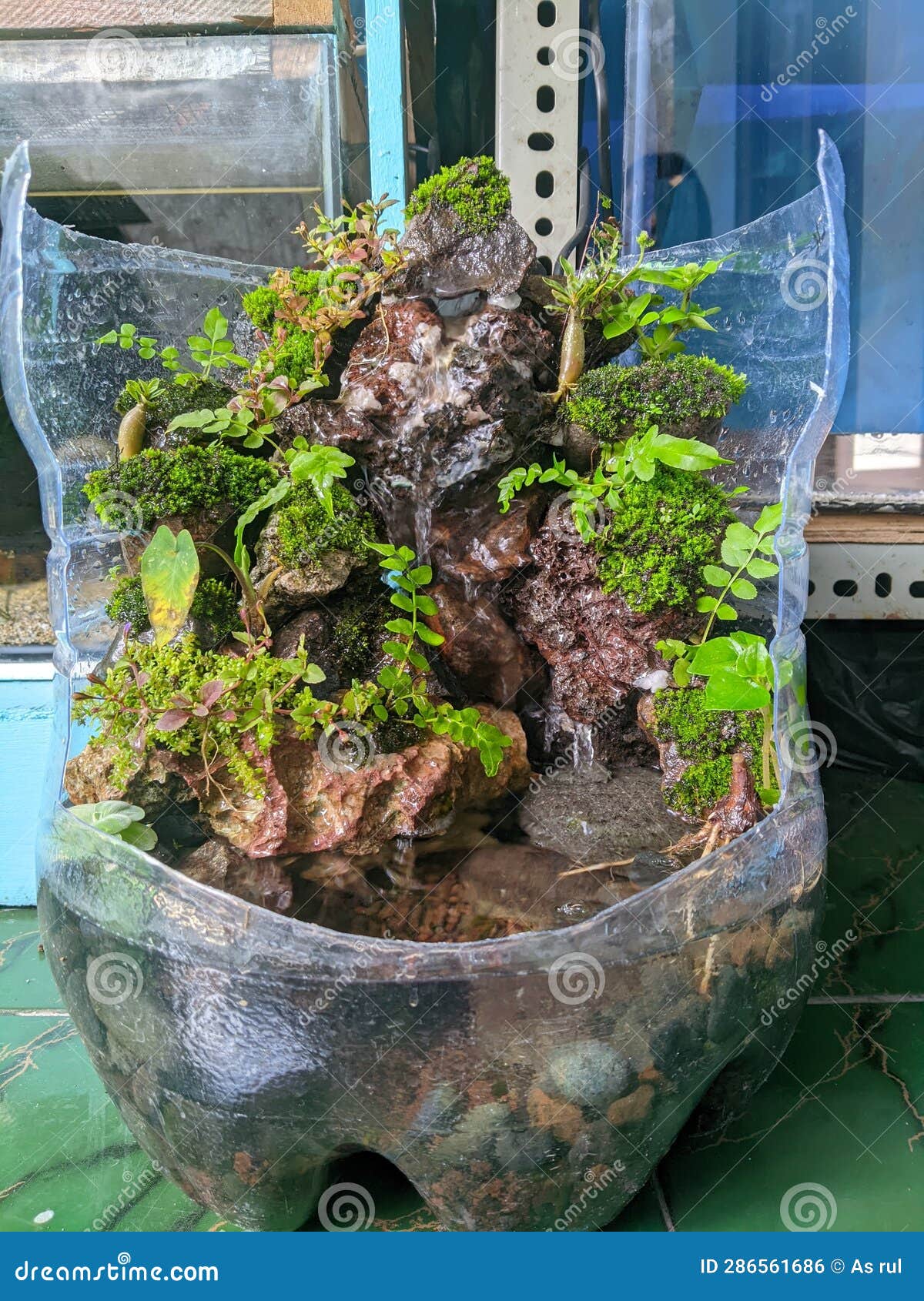 Beautiful mini paludarium stock photo. Image of paludarium - 286561686