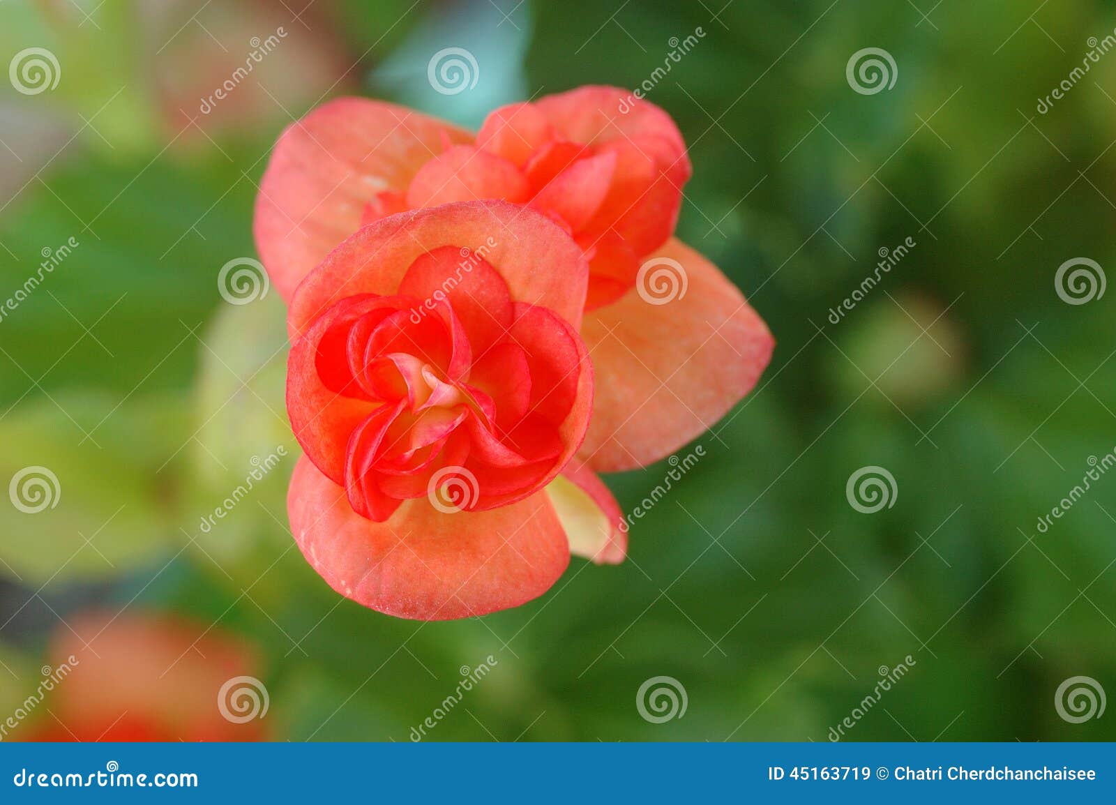 Beautiful mini pink roses stock image. Image of mini - 45163719