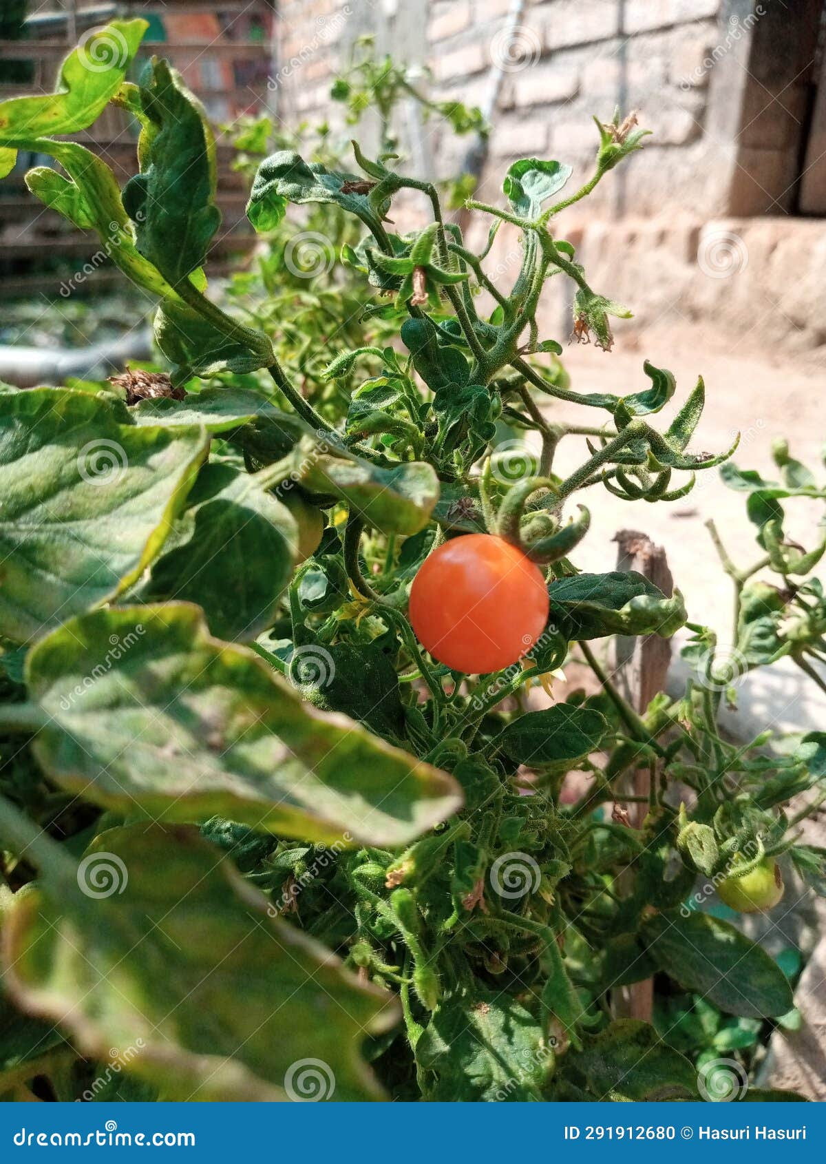 Beautiful mini tomatoes stock photo. Image of tiny, little - 291912680