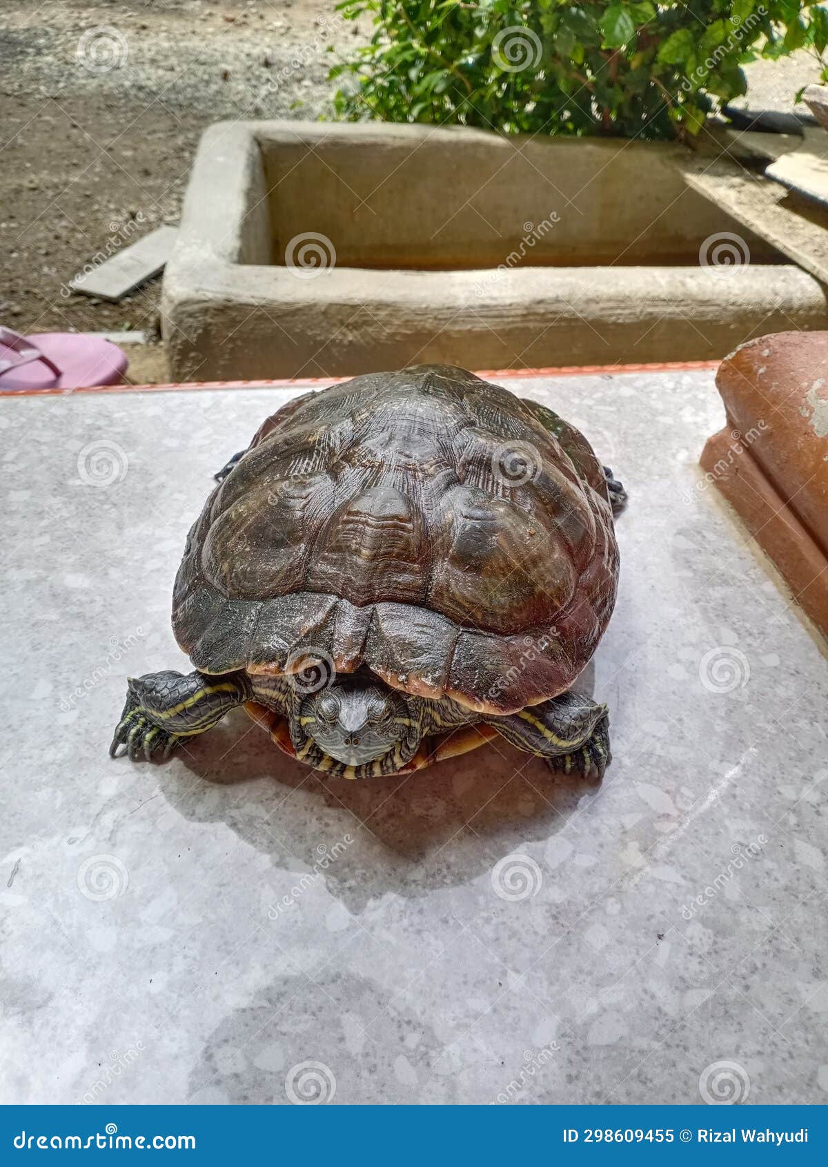 Mini Turtle Plant Or Callisia Repens Saw The Leaves Of Various Sizes ...