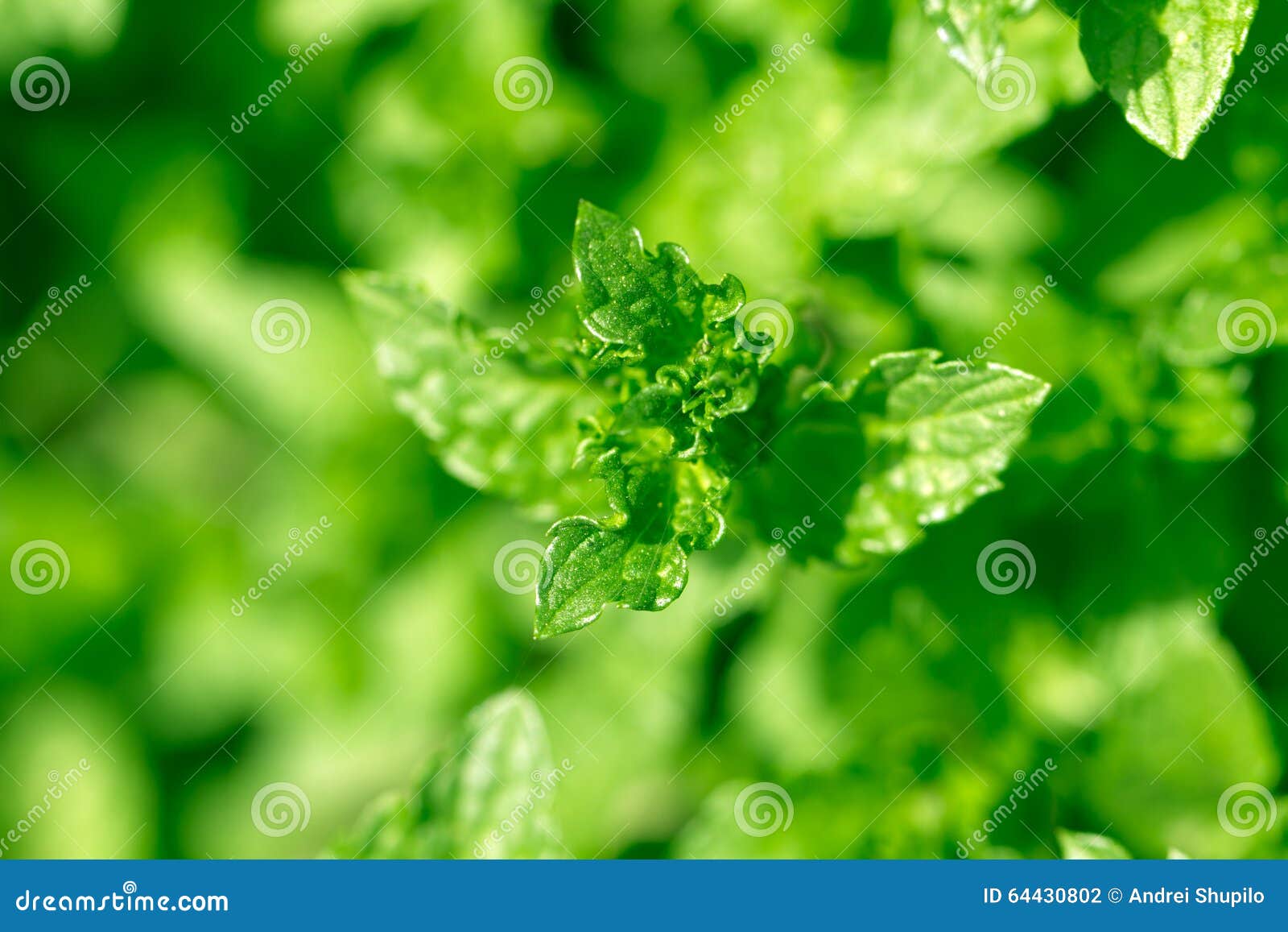 Beautiful mint leaves stock photo. Image of alive, leave - 64430802