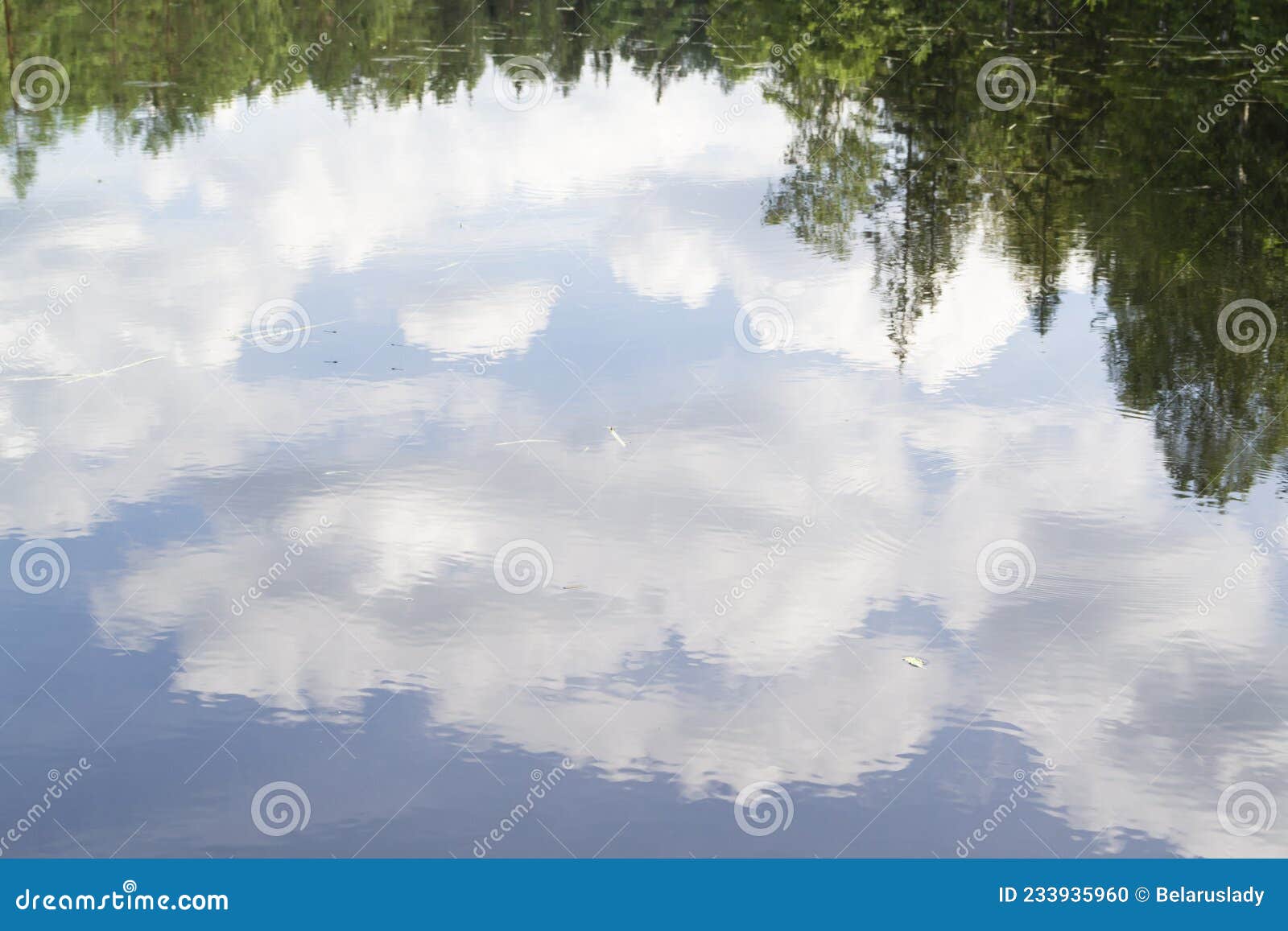 Beautiful Mirror Water in the Forest. Reflection of Pines in an Open ...