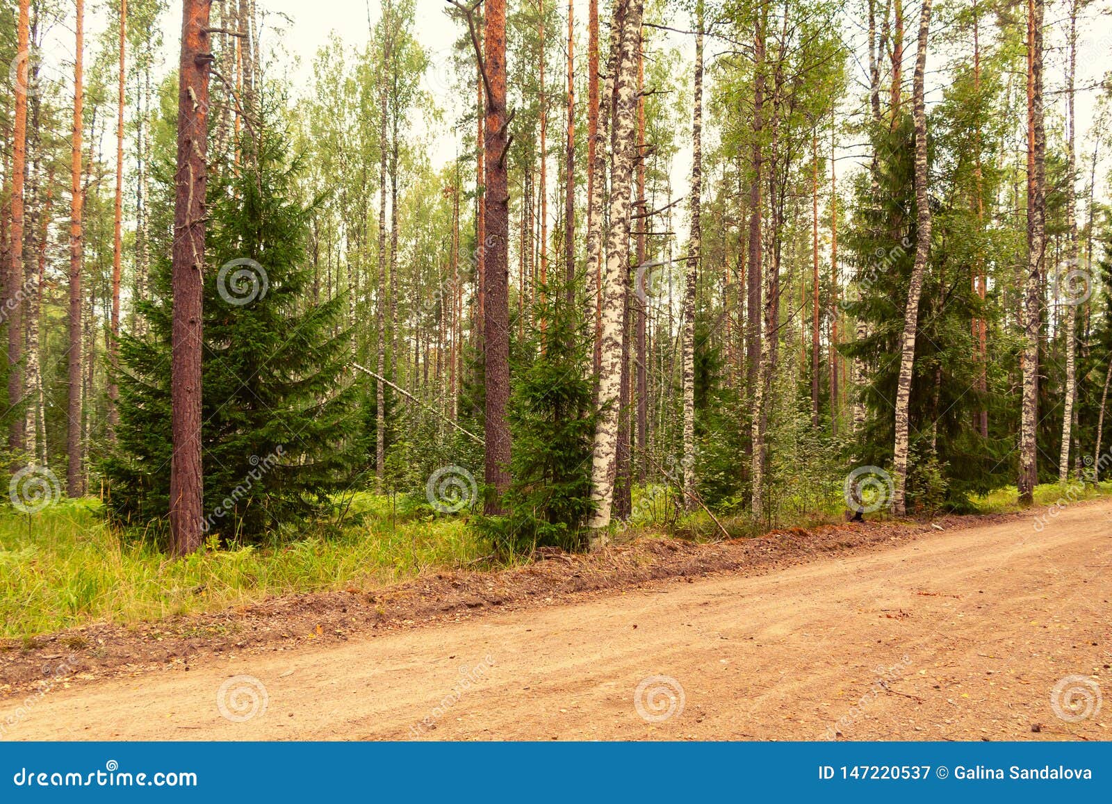 Beautiful Mixed Forest on a Summer Day Stock Image - Image of ...