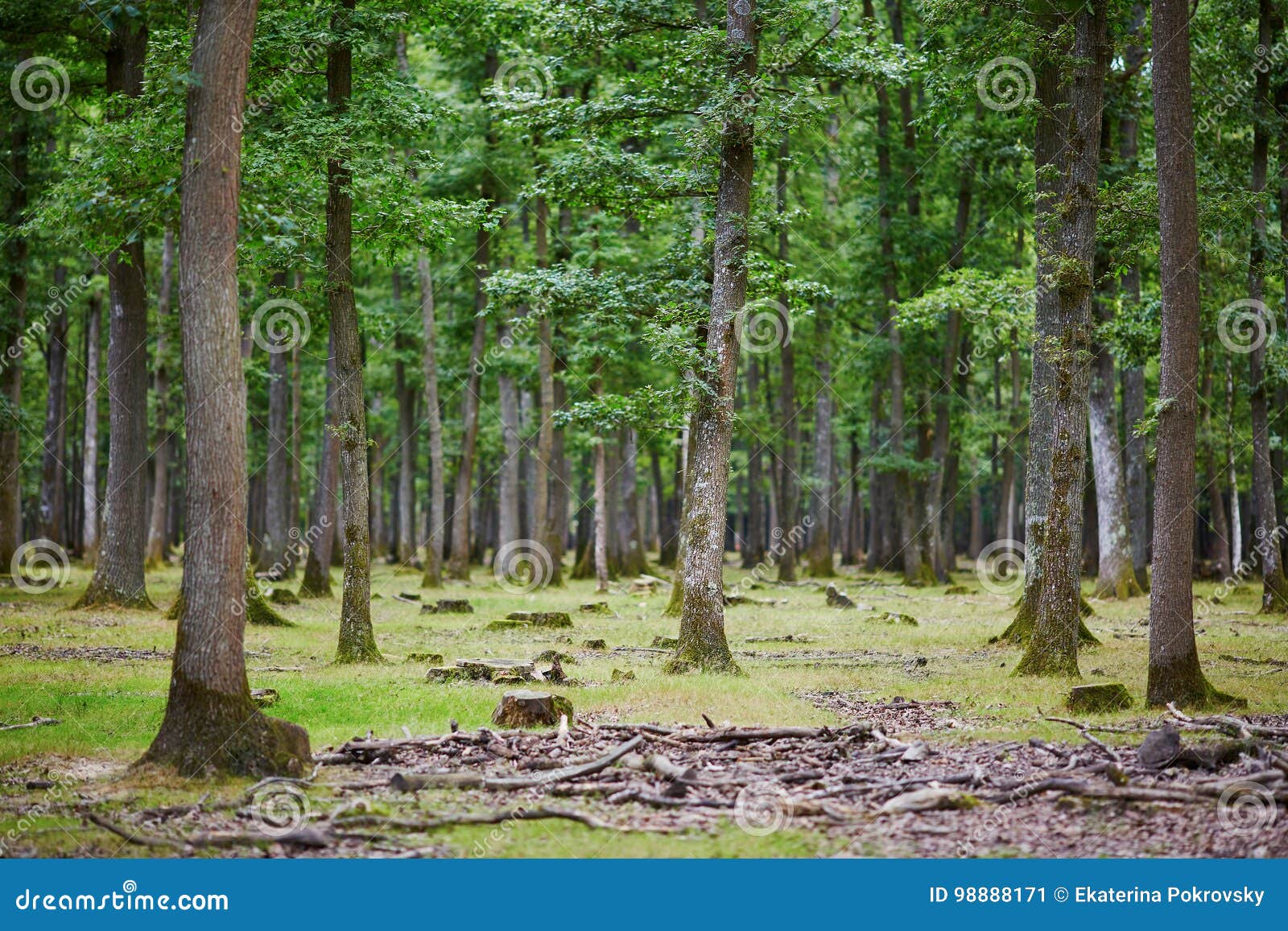 Beautiful Mixed Pine and Deciduous Forest Stock Image - Image of forest ...