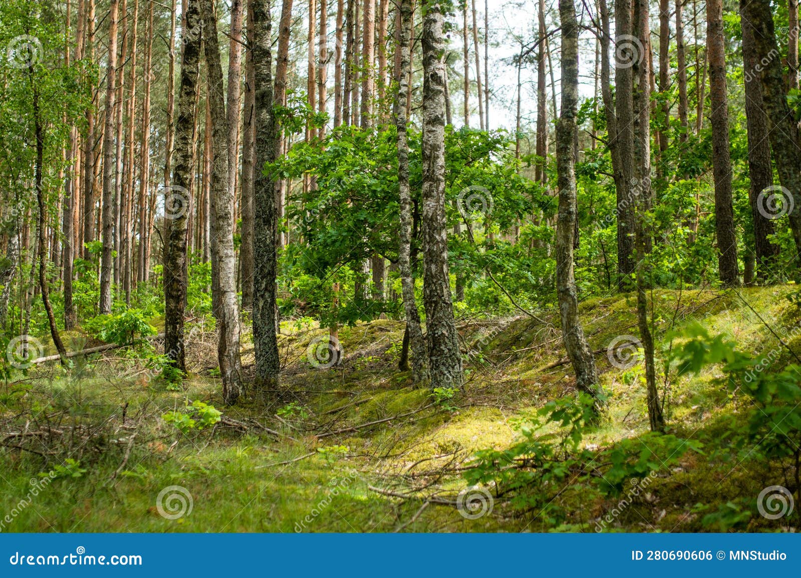 Beautiful Mixed Pine and Deciduous Forest, Lithuania Stock Photo ...