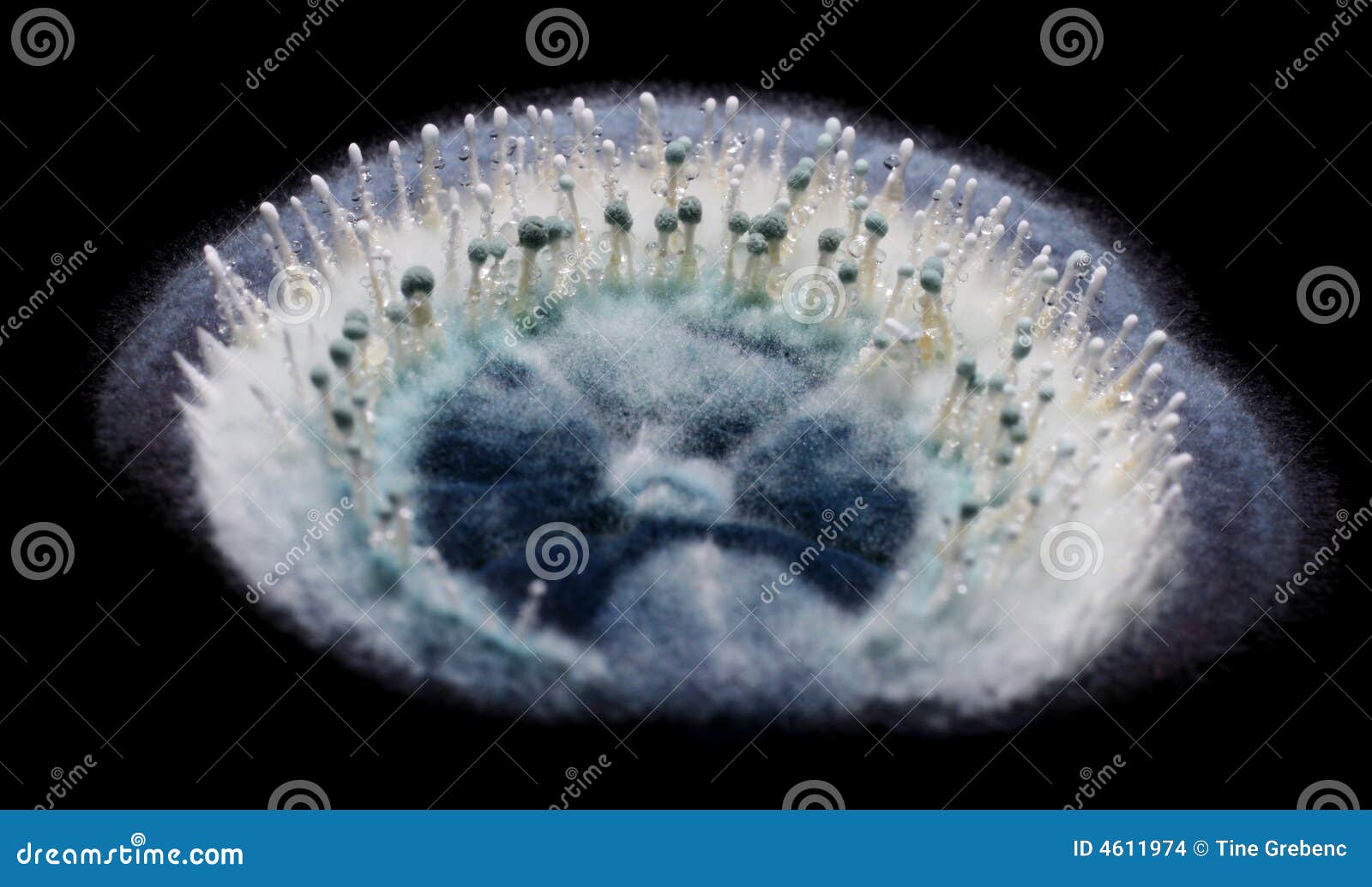 Beautiful Molds stock photo. Image of antibacterial, close - 4611974