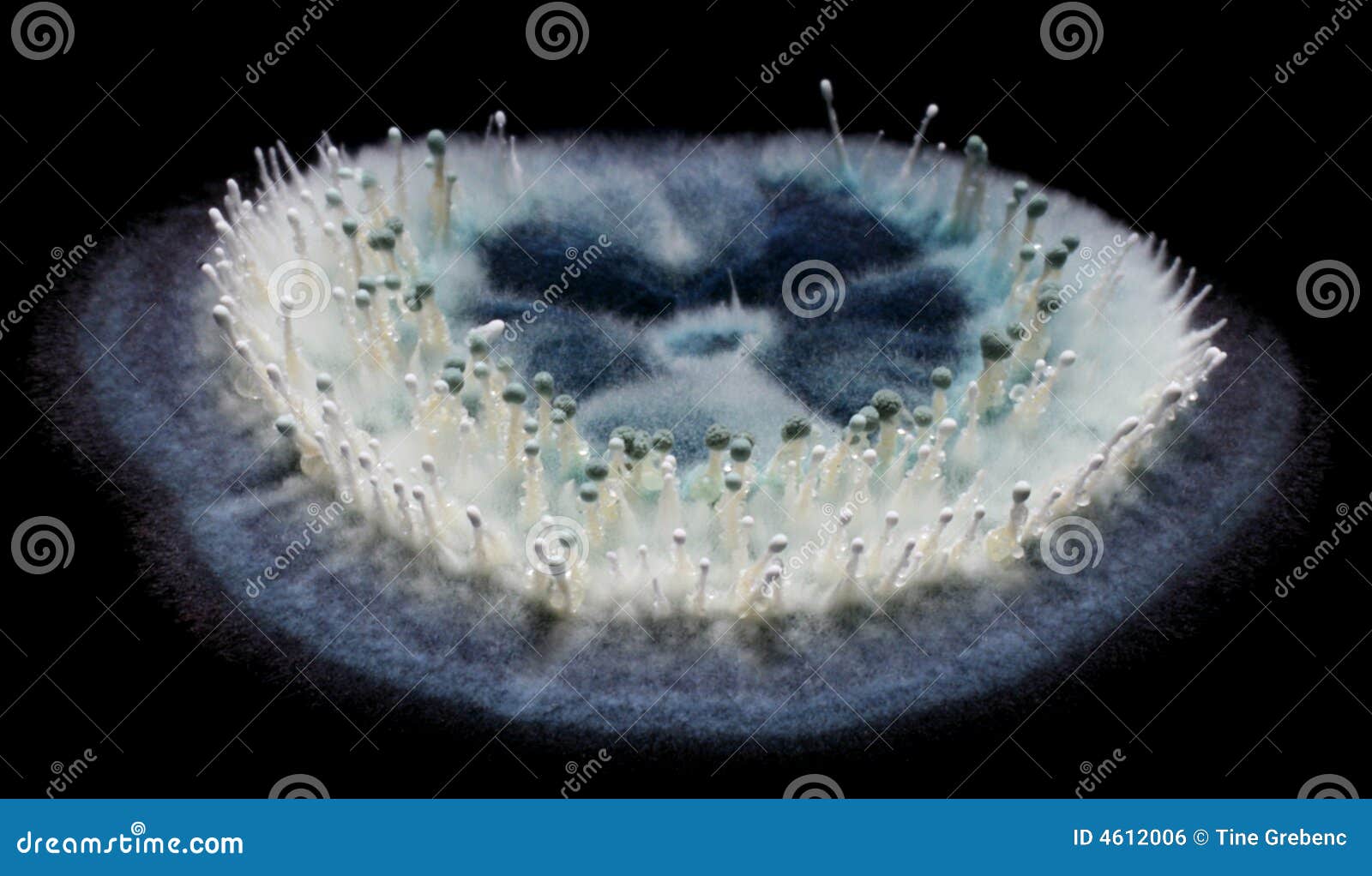 Beautiful Molds stock photo. Image of illness, biology - 4612006