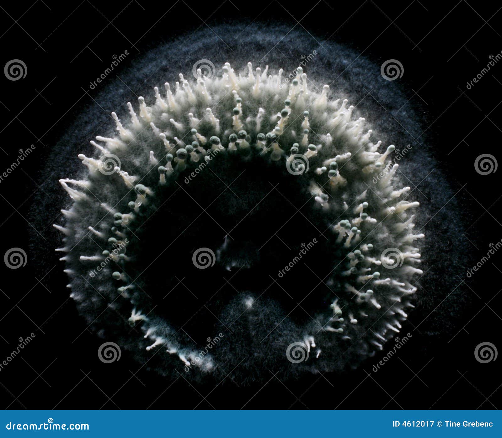 Beautiful Molds Picture. Image: 4612017