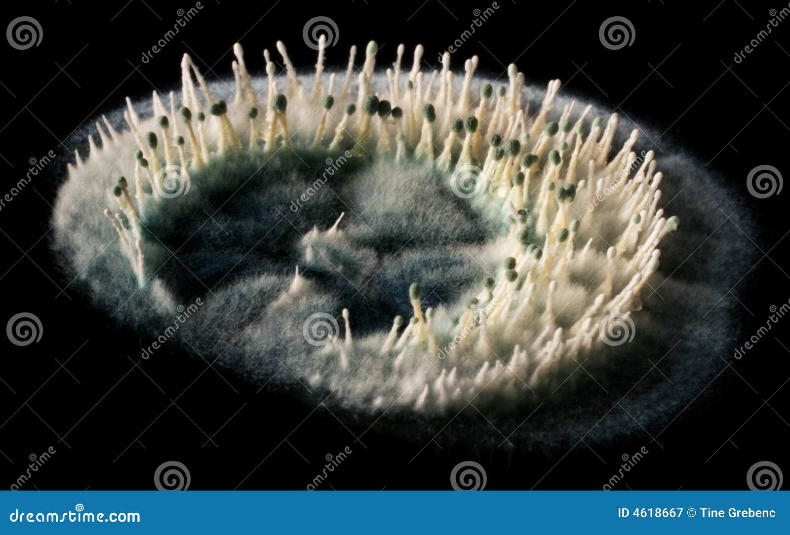 Beautiful Molds stock image. Image of biology, beauty - 4618667