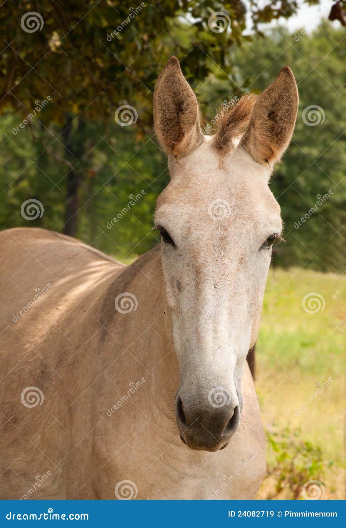 Beautiful molly mule stock image. Image of expression - 24082719