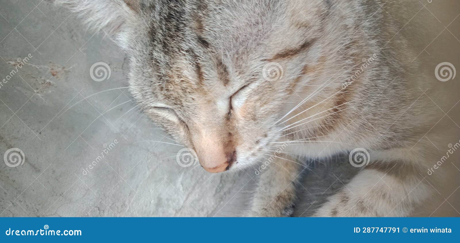 Beautiful Moment from this Cat Very Exciting Stock Image - Image of ...