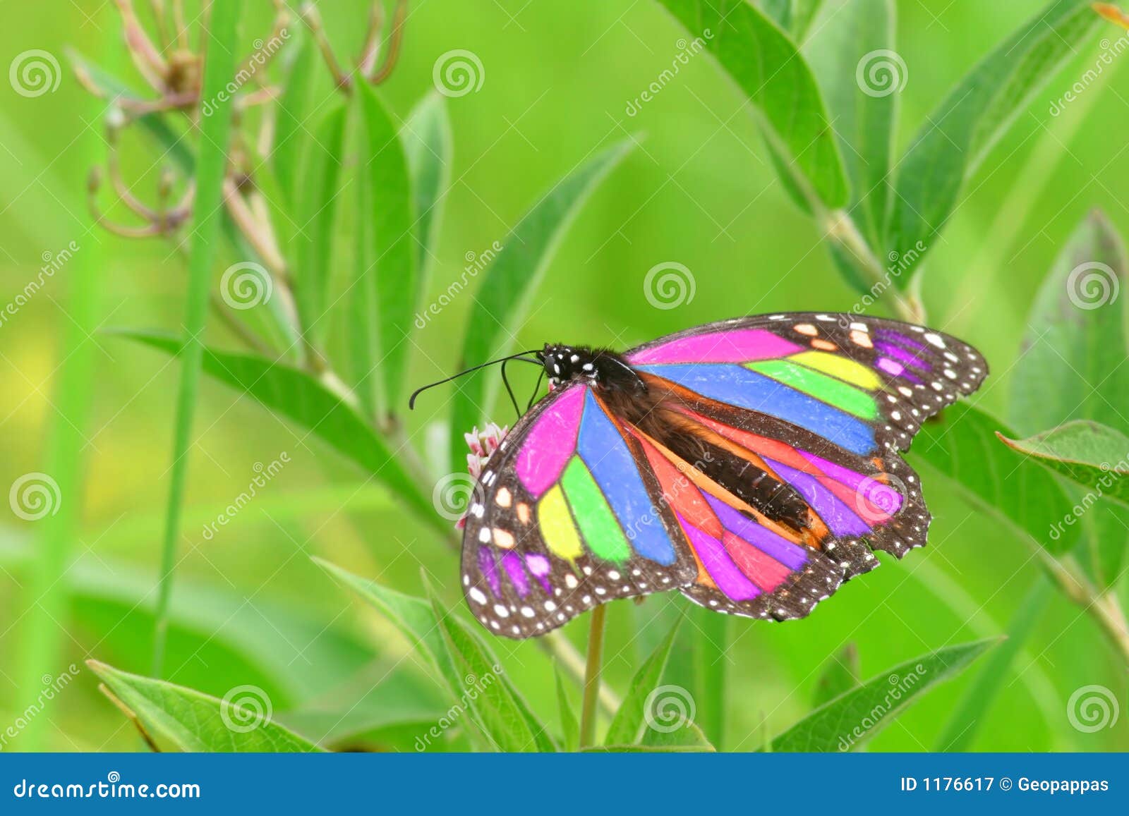 Beautiful Monarch Butterfly Pictures