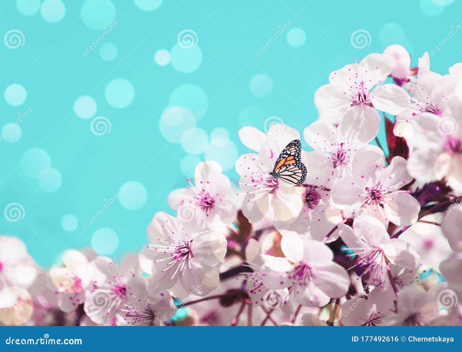 Beautiful Monarch Butterfly on Blossoming Cherry Tree Stock Photo ...