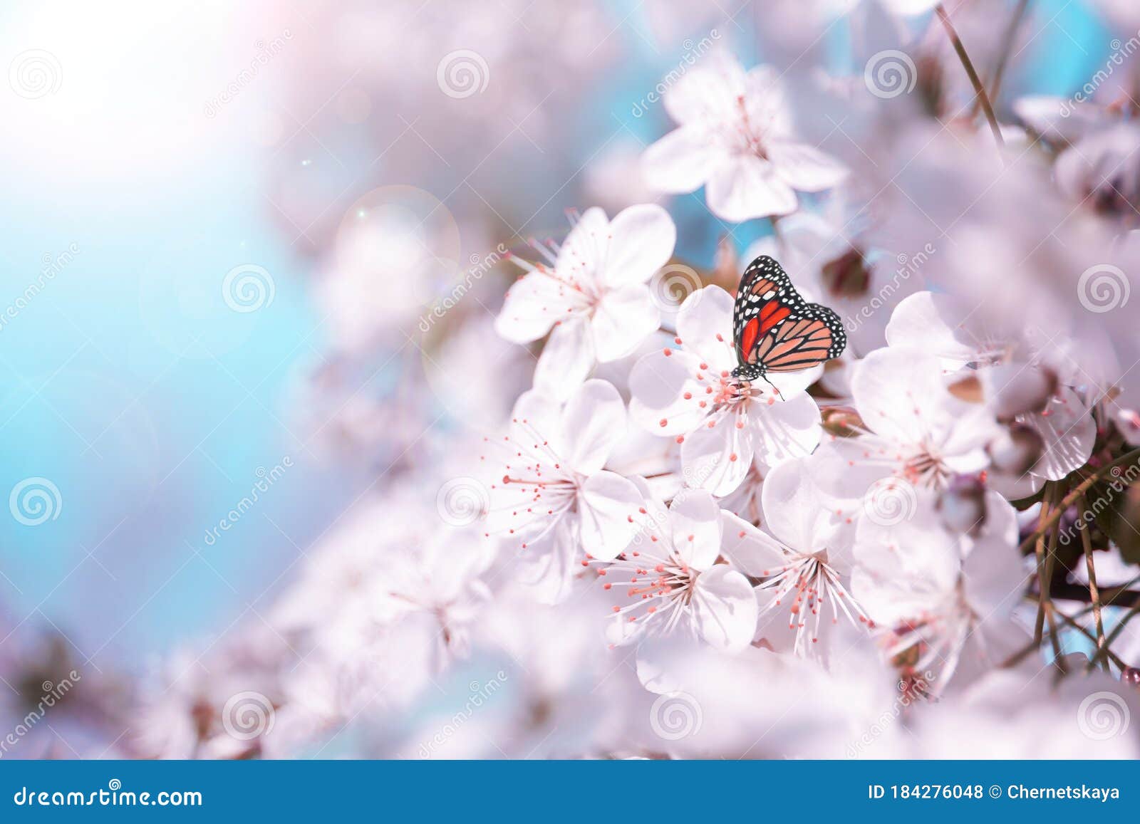 Monarch Butterfly on Blossoming Cherry Tree Outdoors Stock Photo ...