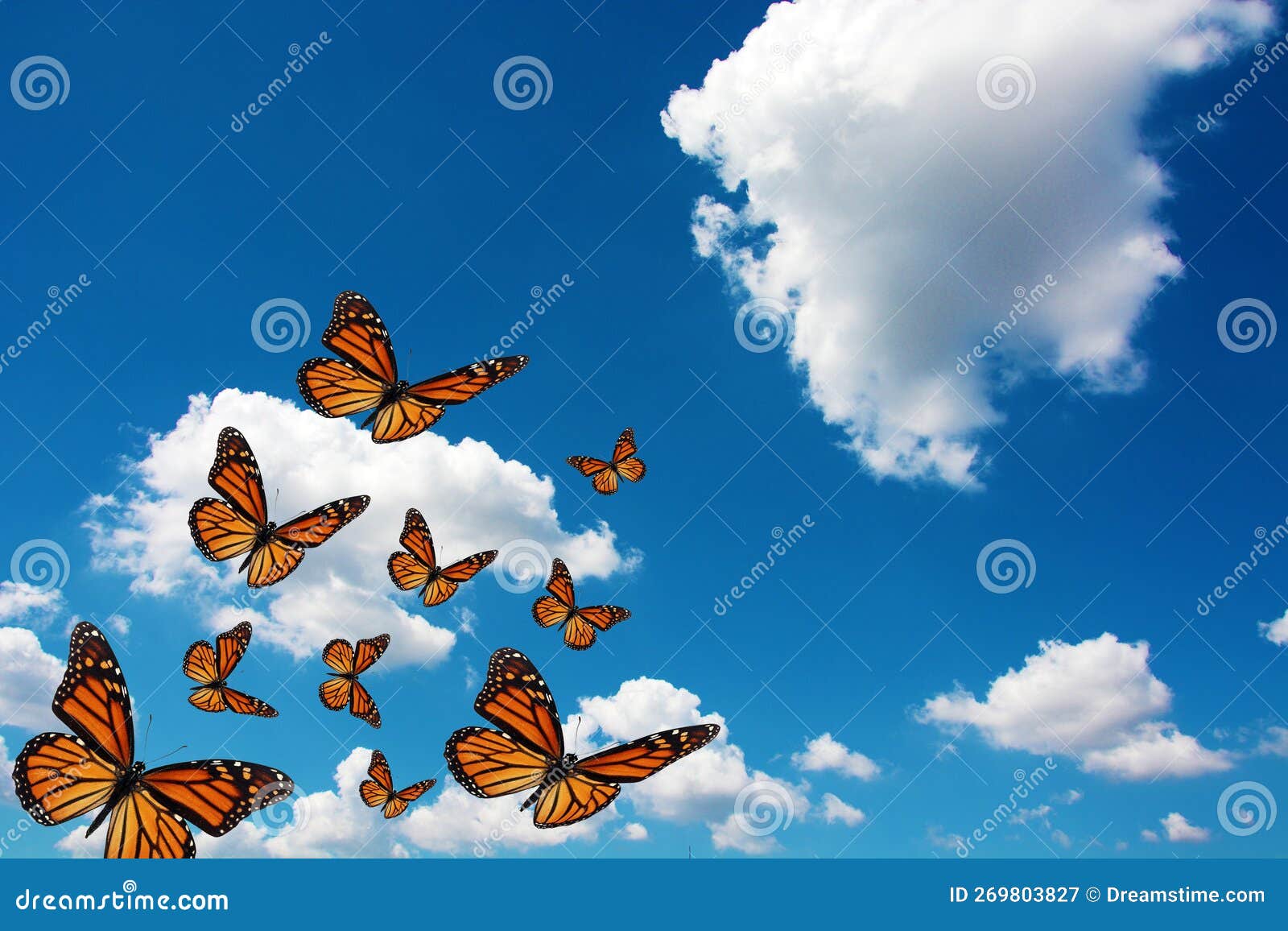 A Beautiful Monarch Butterfly Emerges From A Chrysalis, Symbolizing ...