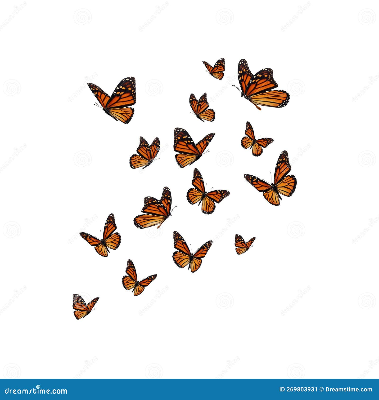 Beautiful Monarch Butterfly Stock Image - Image of tropical, monarch ...