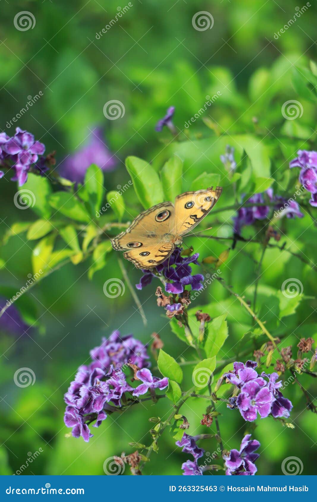Beautiful Monarch Butterfly Pollinating at Flower Stock Image - Image ...