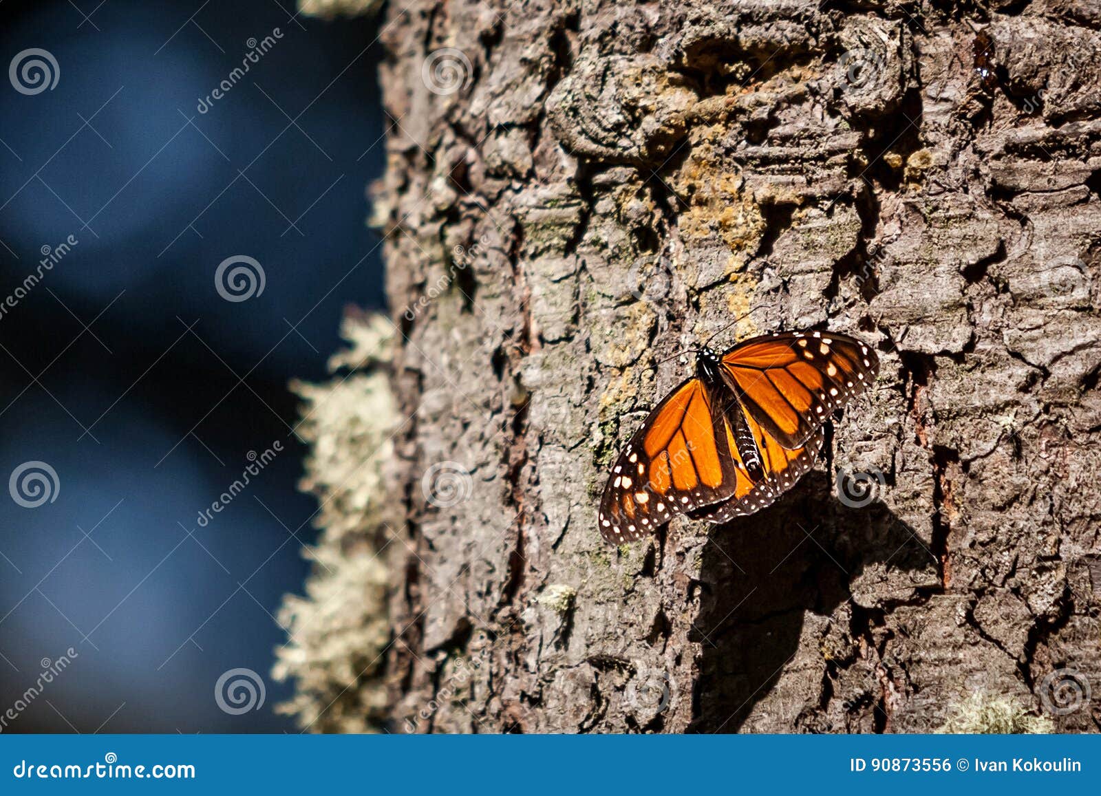 Beautiful Monarch Butterfly Stock Photo - Image of insect, orange: 90873556