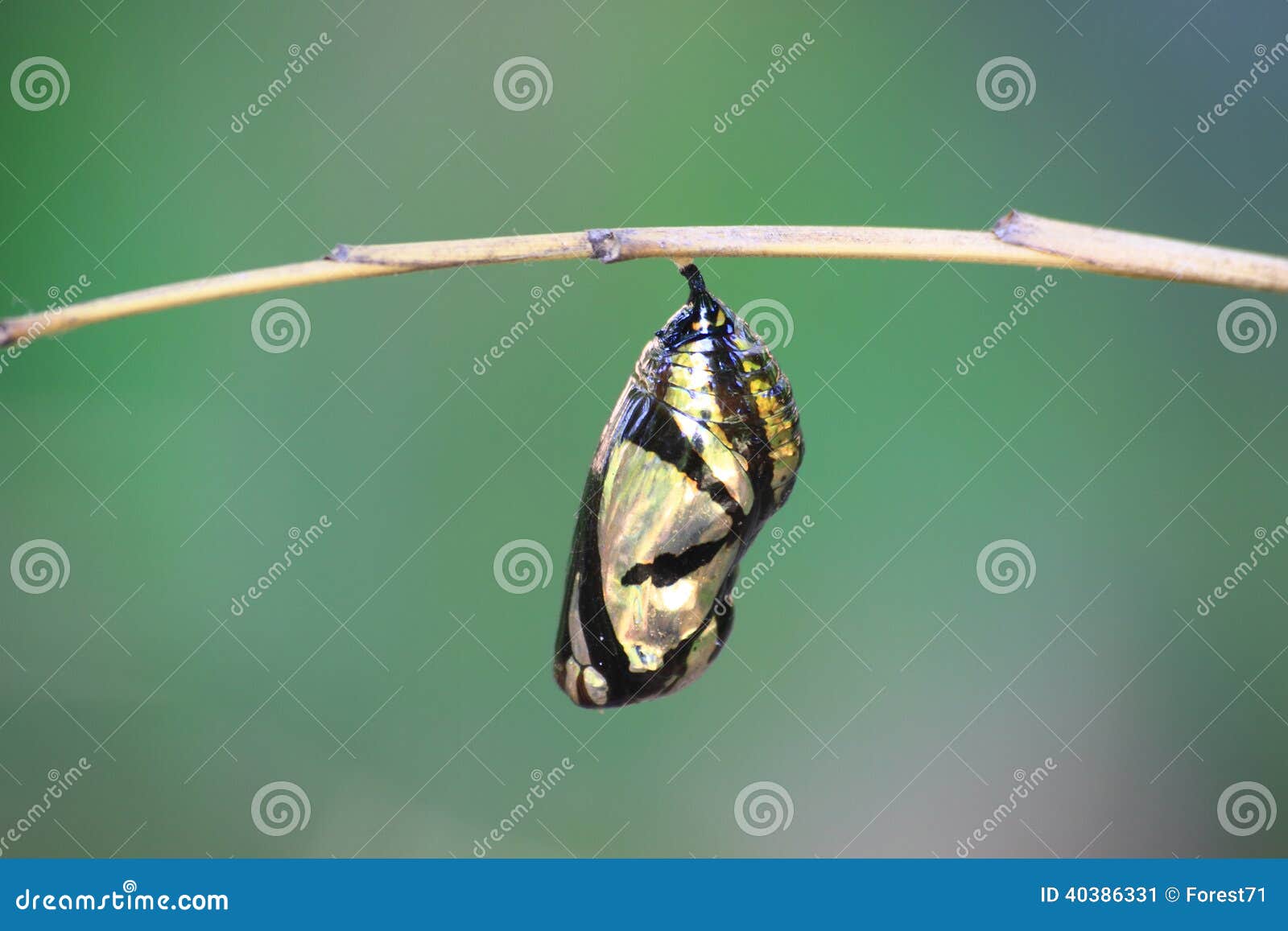 Beautiful Monarch Chrysalis Hanging on Branch Stock Image - Image of ...