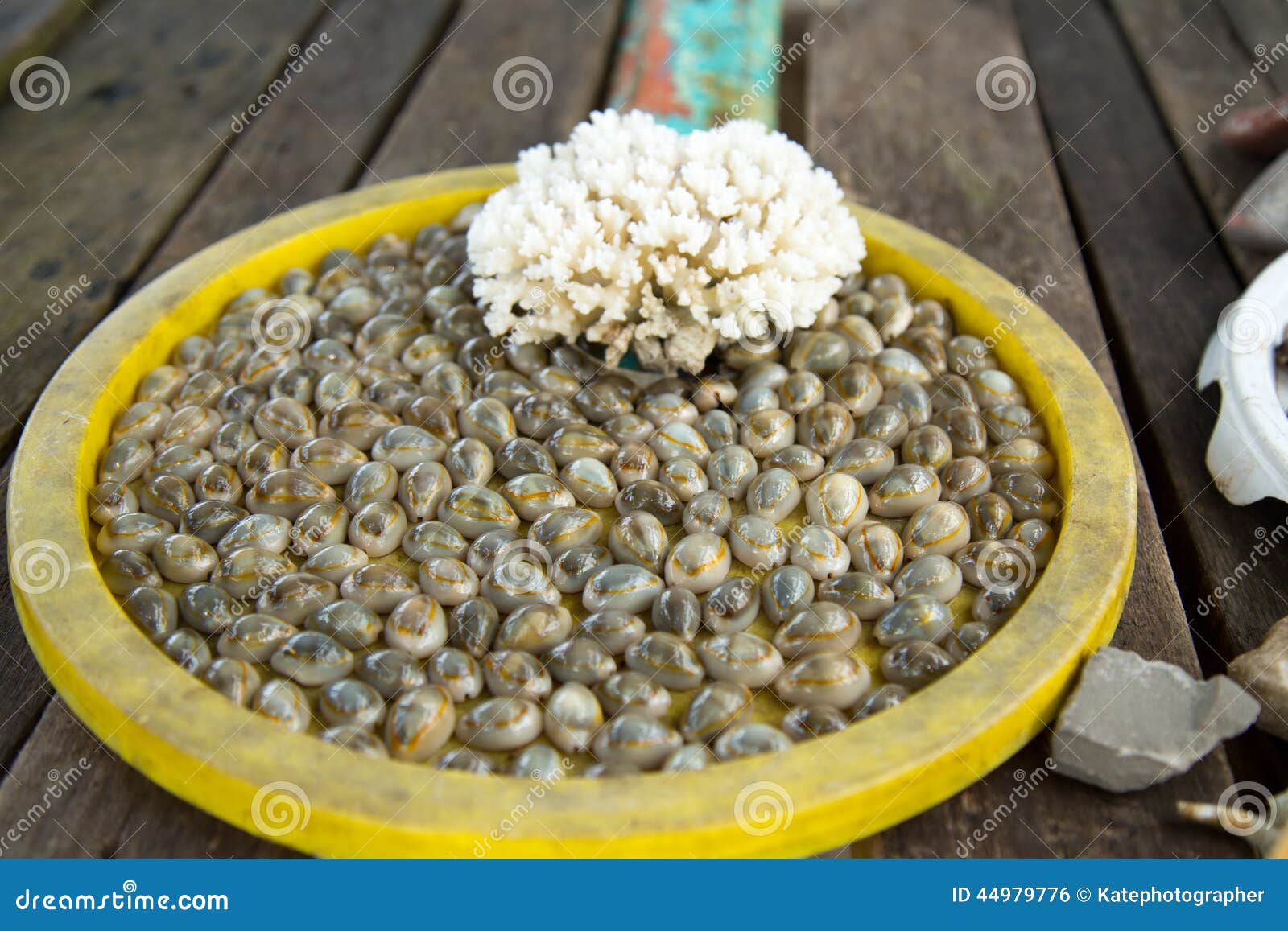 Beautiful Money Cowry Shell. Stock Photo - Image of gift, cowry: 44979776