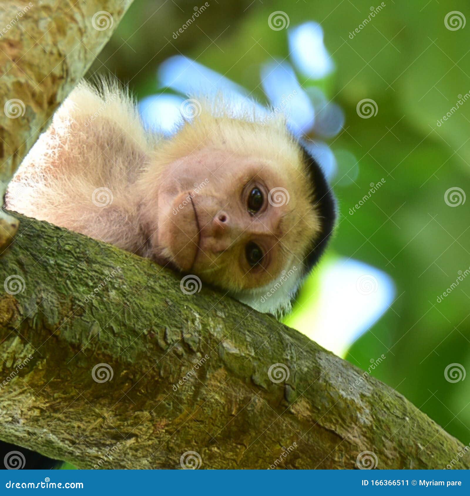 The beautiful Monkey stock image. Image of monkey, animals - 166366511
