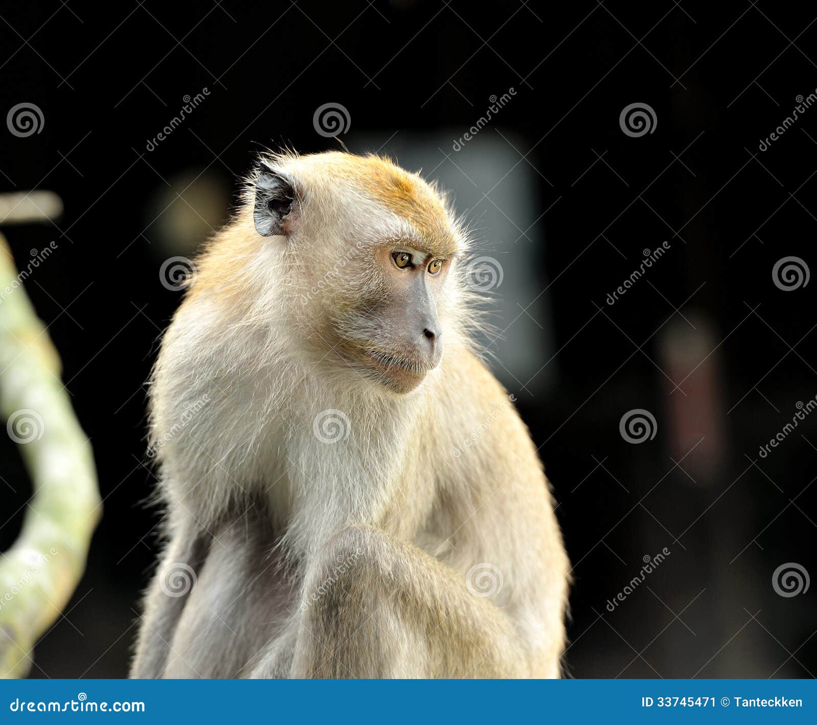 Beautiful Monkey stock image. Image of wild, monkey, forest - 33745471