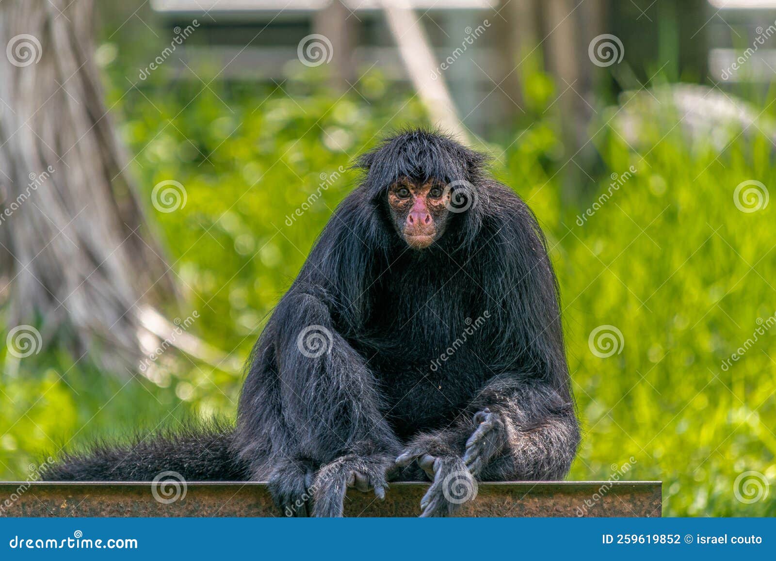 Beautiful Monkey Posing for the Photo Stock Photo - Image of waterbird ...
