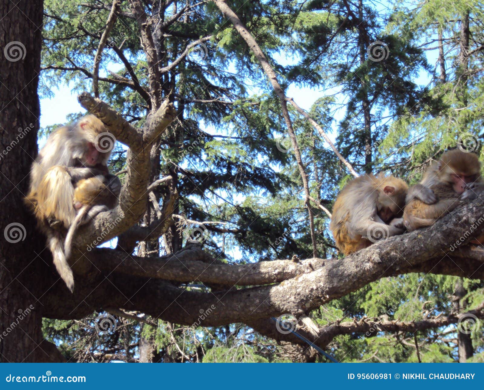 Beautiful Monkey Sleeping on Tree Stock Image - Image of tree, monkey ...