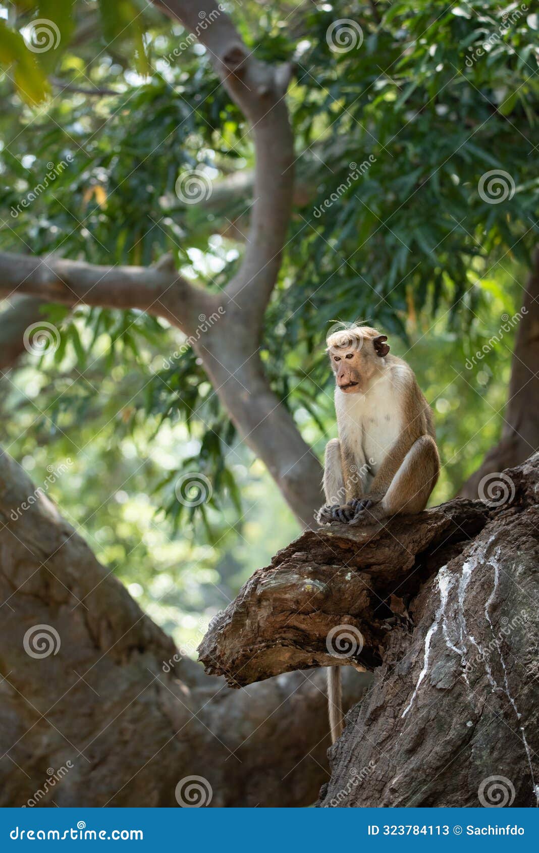 Monkey on a tree branch stock image. Image of mammal - 323784113