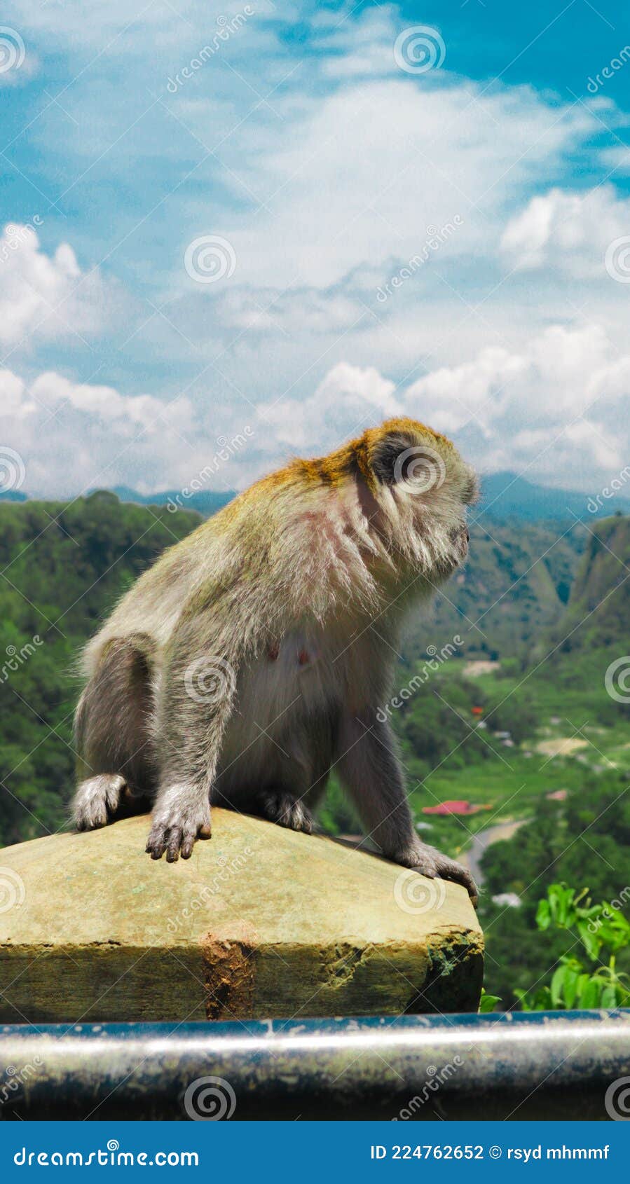 Beautiful Monkey in West Sumatra Stock Photo - Image of monkey ...