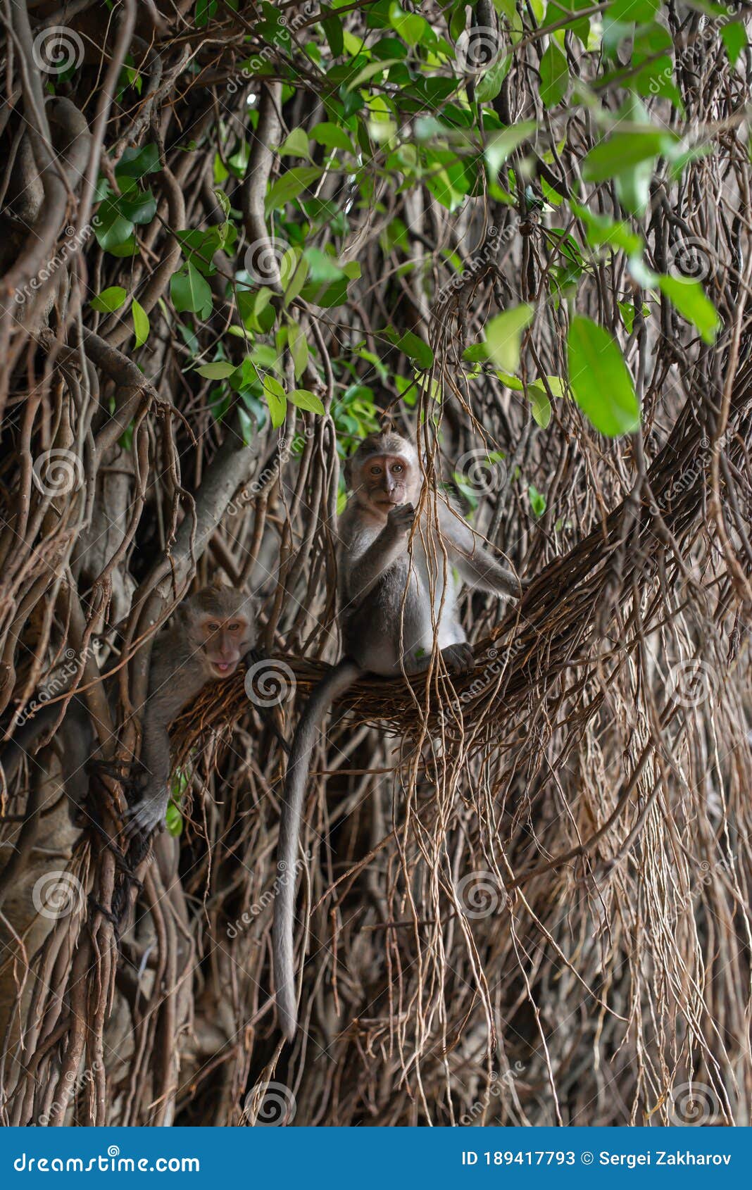 Beautiful Monkeys Family on a Tree with Vines Sitting Stock Image ...