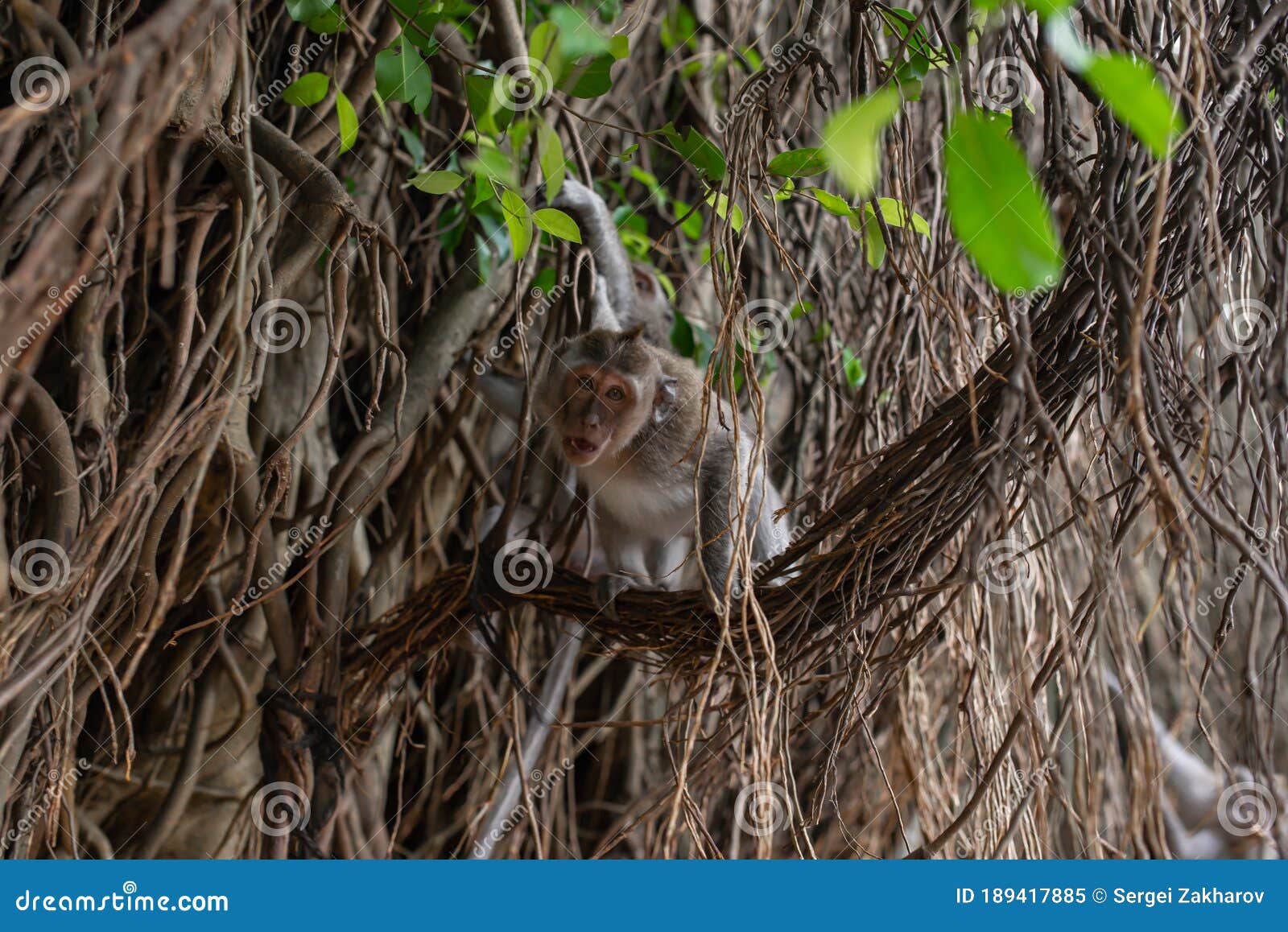 Beautiful Monkeys Family on a Tree with Vines Sitting Stock Image ...