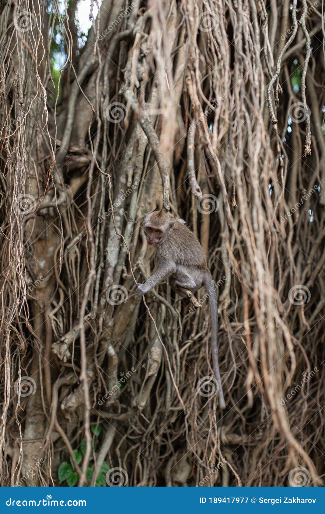 .beautiful Monkeys Family on a Tree with Vines Sitting Stock Image ...