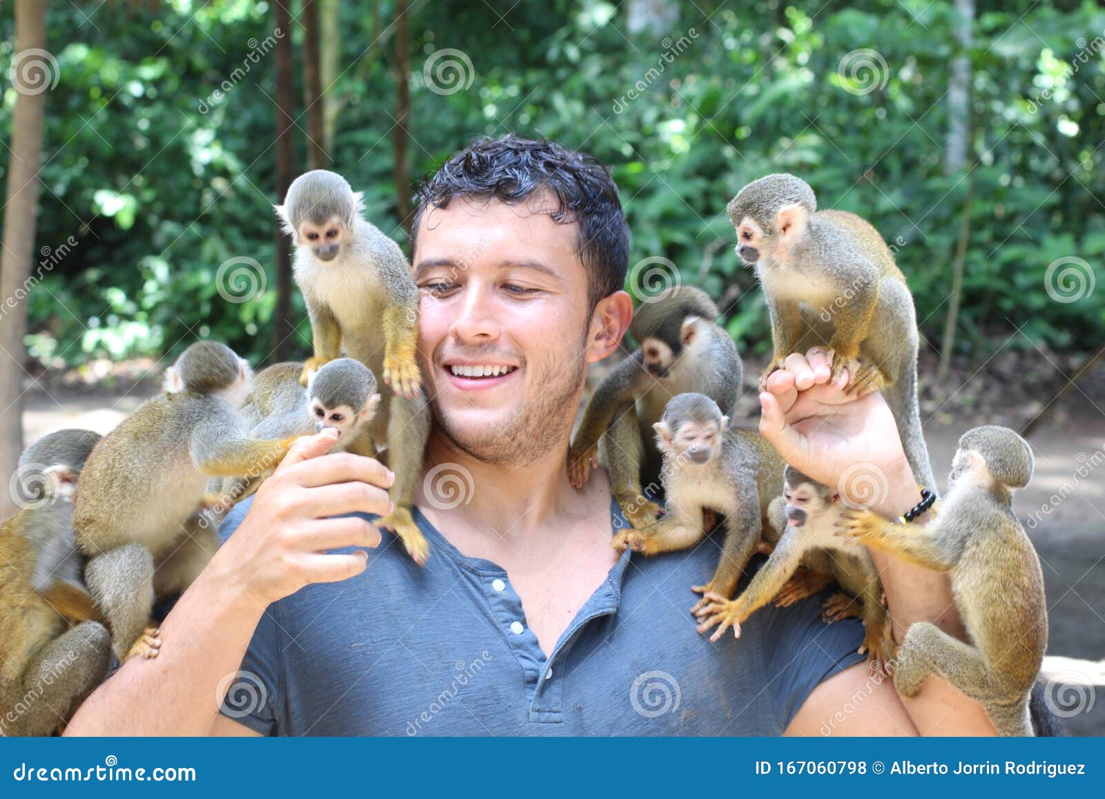 Beautiful Monkeys Interacting with a Human Stock Photo - Image of ...