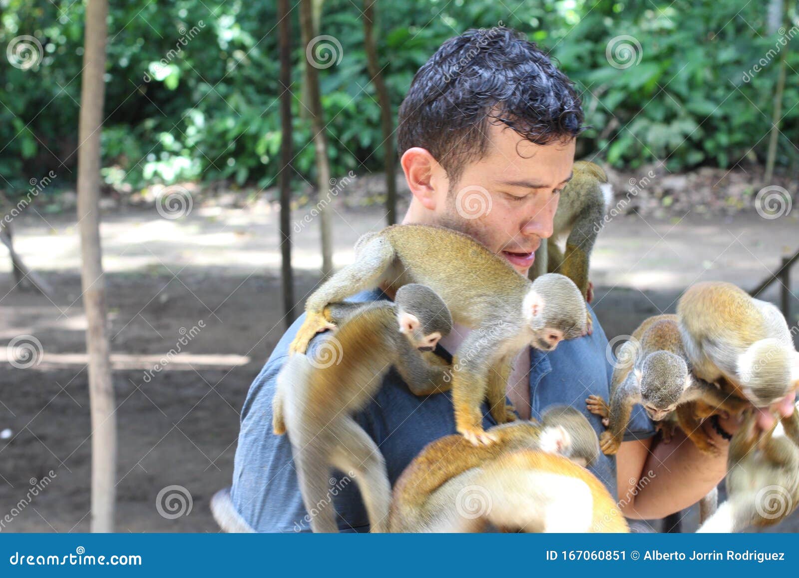 Beautiful Monkeys Interacting with a Human Stock Image - Image of hand ...