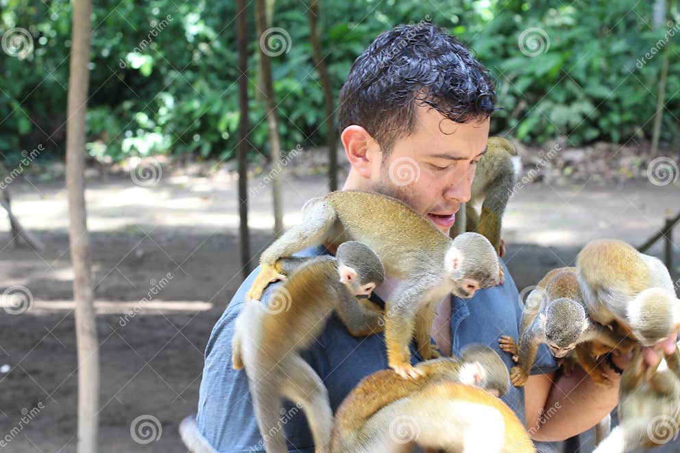 Beautiful Monkeys Interacting with a Human Stock Image - Image of hand ...
