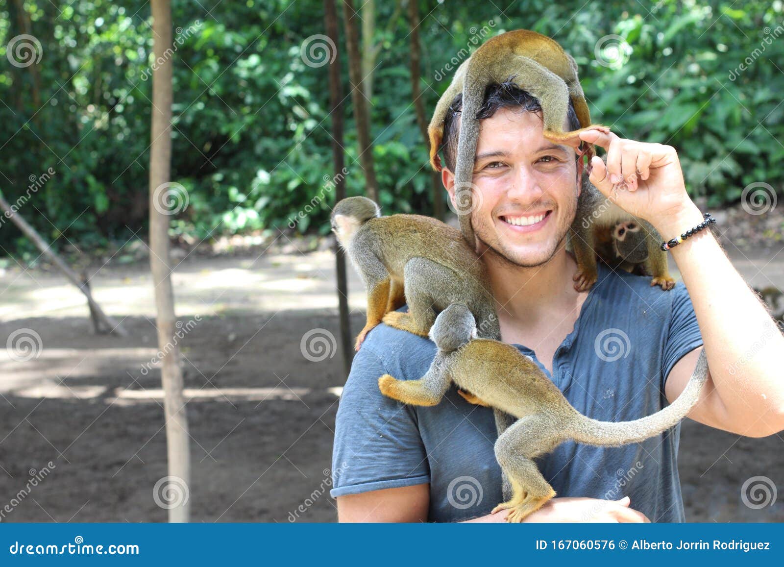 Beautiful Monkeys Interacting with a Human Stock Photo - Image of help ...