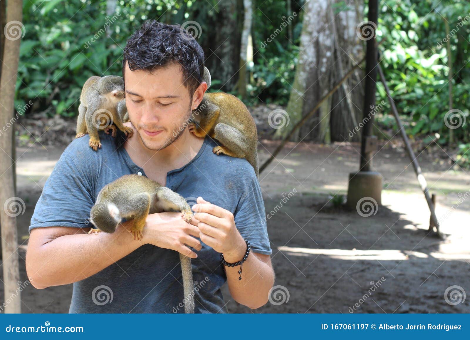 Beautiful Monkeys Interacting with a Human Stock Image - Image of ...