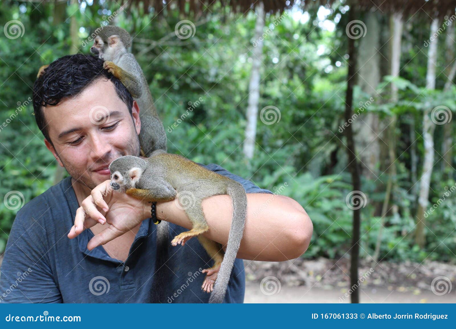 Beautiful Monkeys Interacting with a Human Stock Image - Image of ...