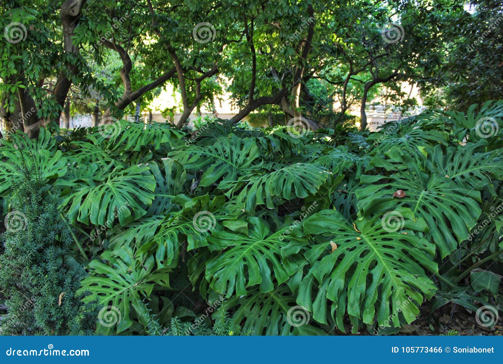 Beautiful Monstera Deliciosa in the Garden Stock Photo - Image of ...