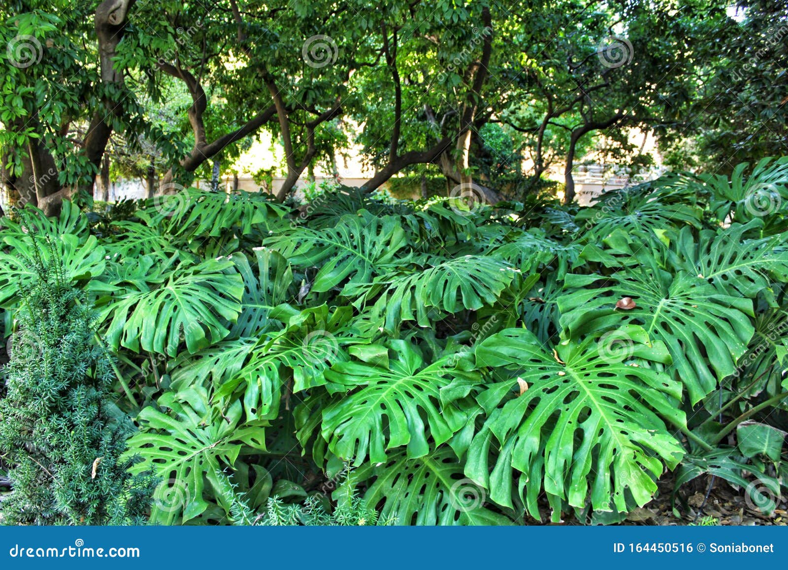 Monstera Deliciosa Stock Photos - Download 1,296 Royalty Free Photos