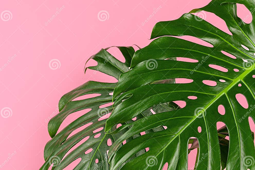 Beautiful Monstera Leaf on a Pink Background. Backdrop Stock Image ...