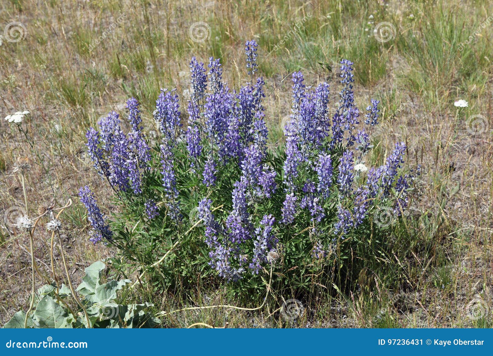 Beautiful Montana flowers stock image. Image of montana - 97236431