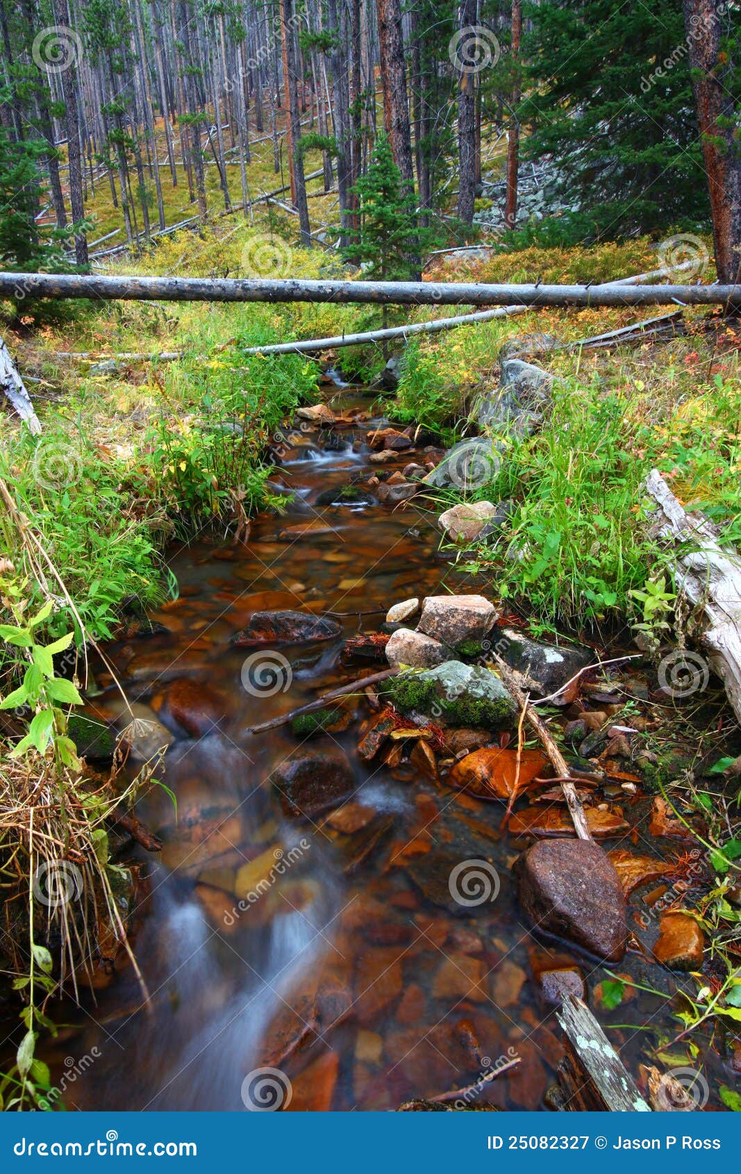 Beautiful Montana Stream stock image. Image of pine, beautiful - 25082327