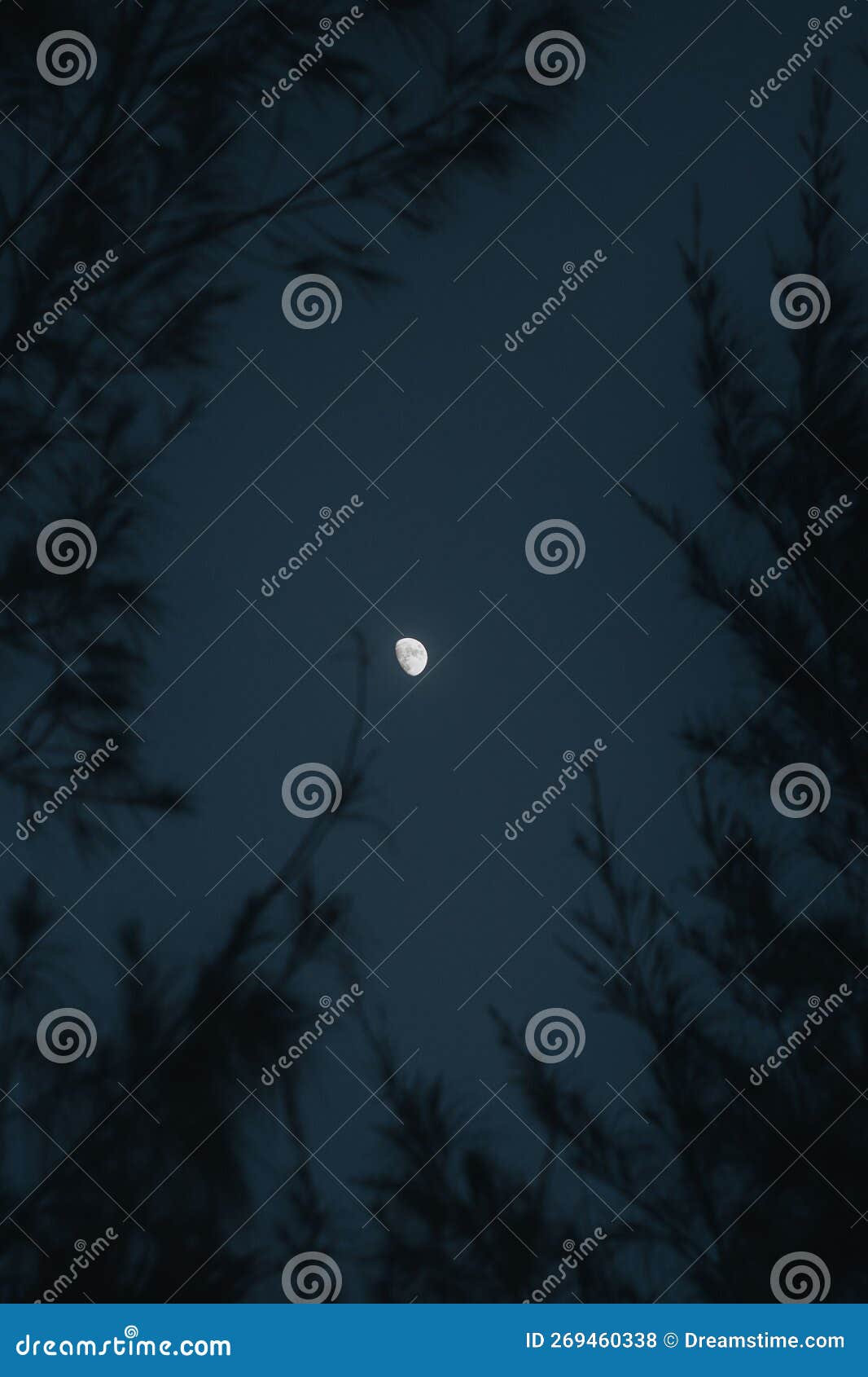 Beautiful Moon through the Trees Stock Photo - Image of universe ...